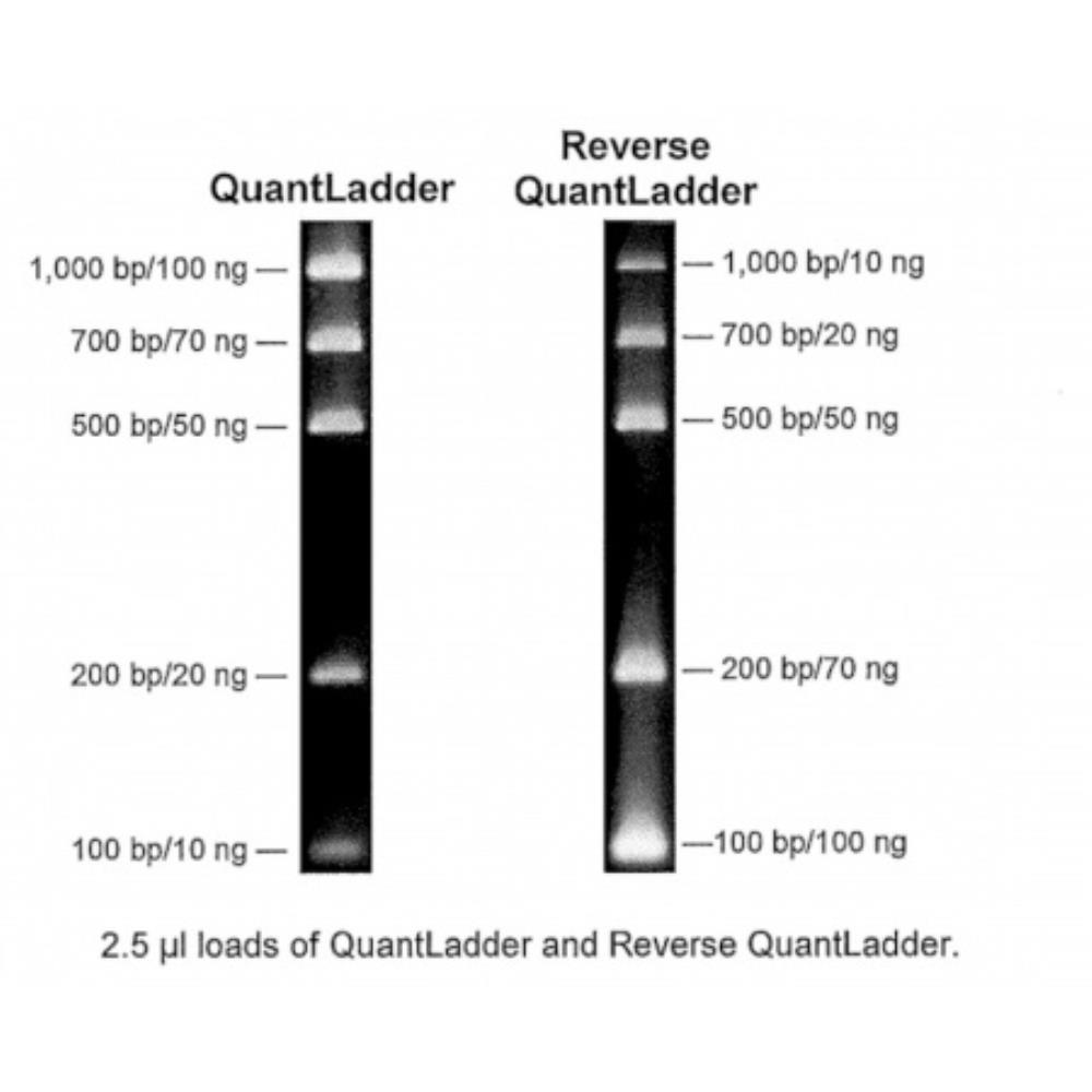 Lonza DNA Quantitation Ladder | LZ50334 | LONZA | SLS