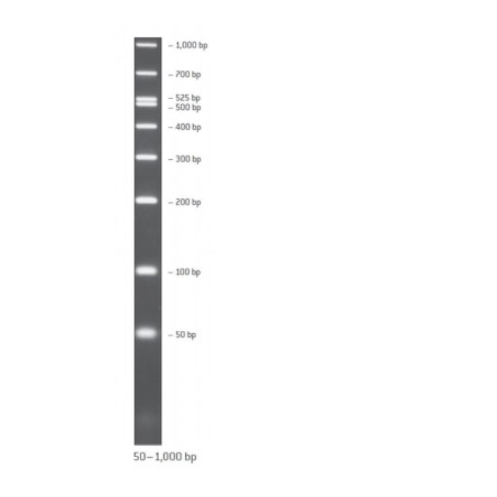 Lonza DNA Marker 50-1000bp for | LZ50461 | LONZA | SLS