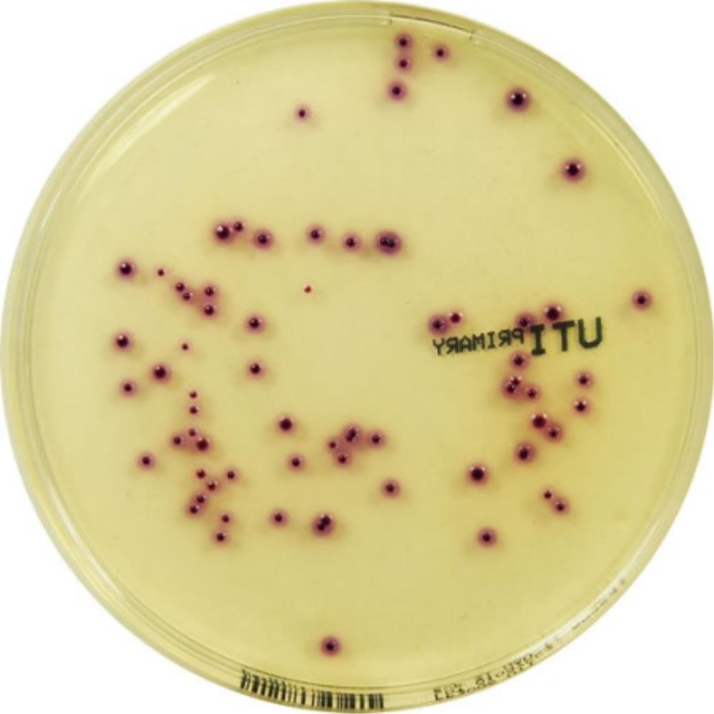 EO Labs Primary UTI - 10 x 90m | MED1270 | EO LABS | SLS