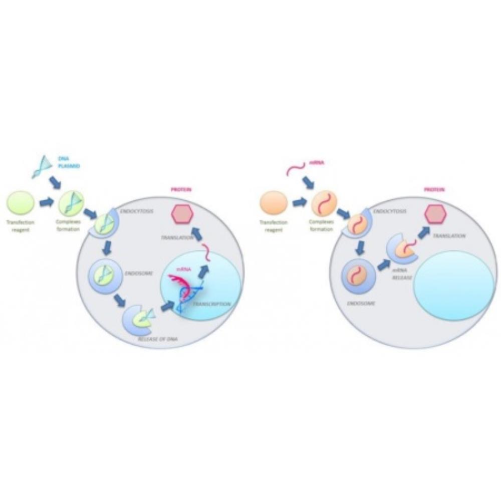 Oz Biosciences GFP Reporter Ge | MRNA11C-100 | OZ BIOSCIENCES | SLS