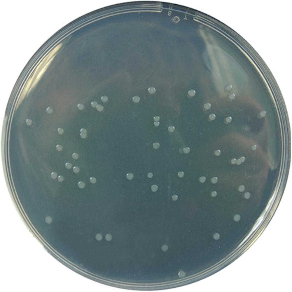 Mueller Hinton Agar MUELLER HINTON II AGAR, Dehydrated, 500g